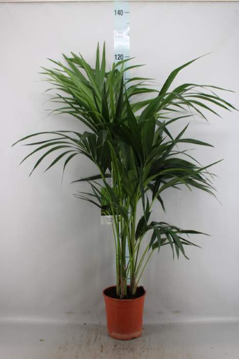 Kentia Palm (Howea Forsteriana)