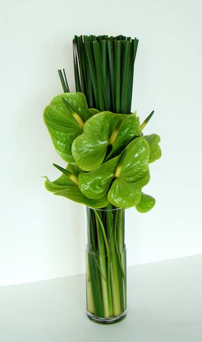 Anthurium in Vase