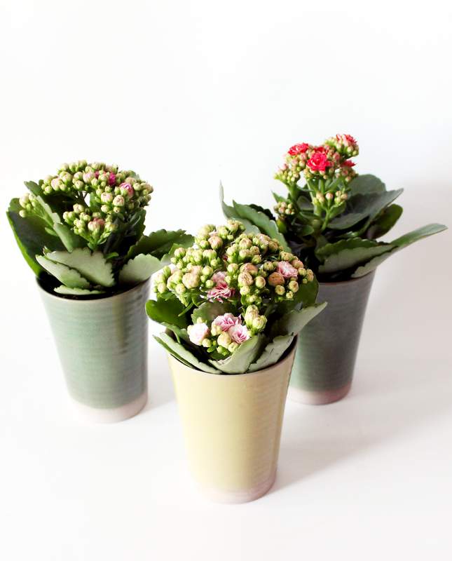 Mini Kalanchoe Trio