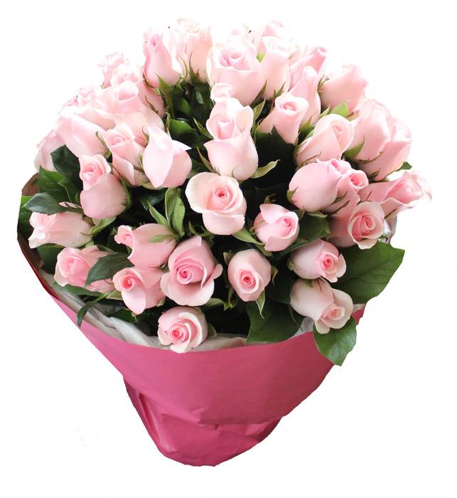 50 Pink Roses