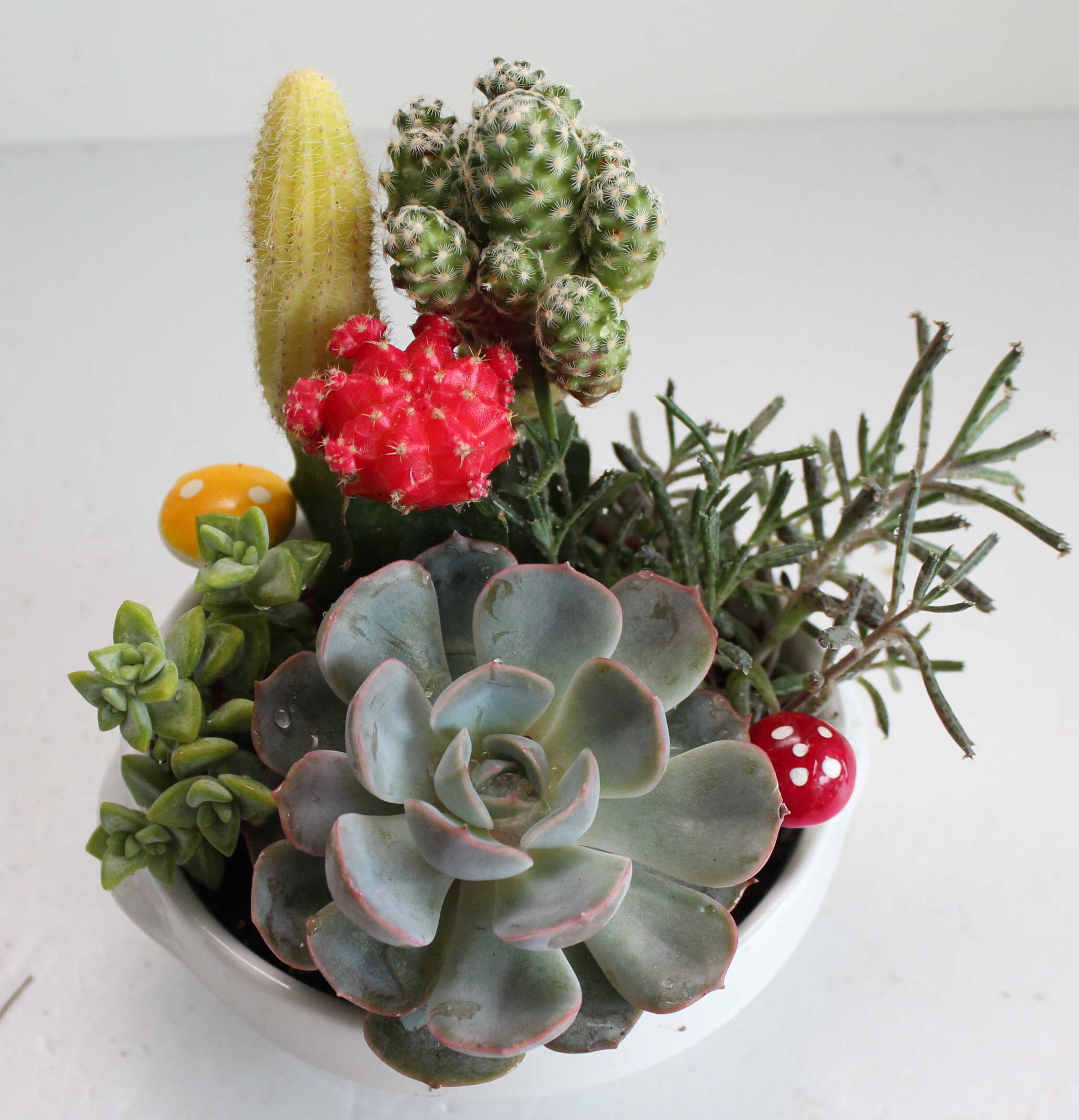 Cacti and Succulents