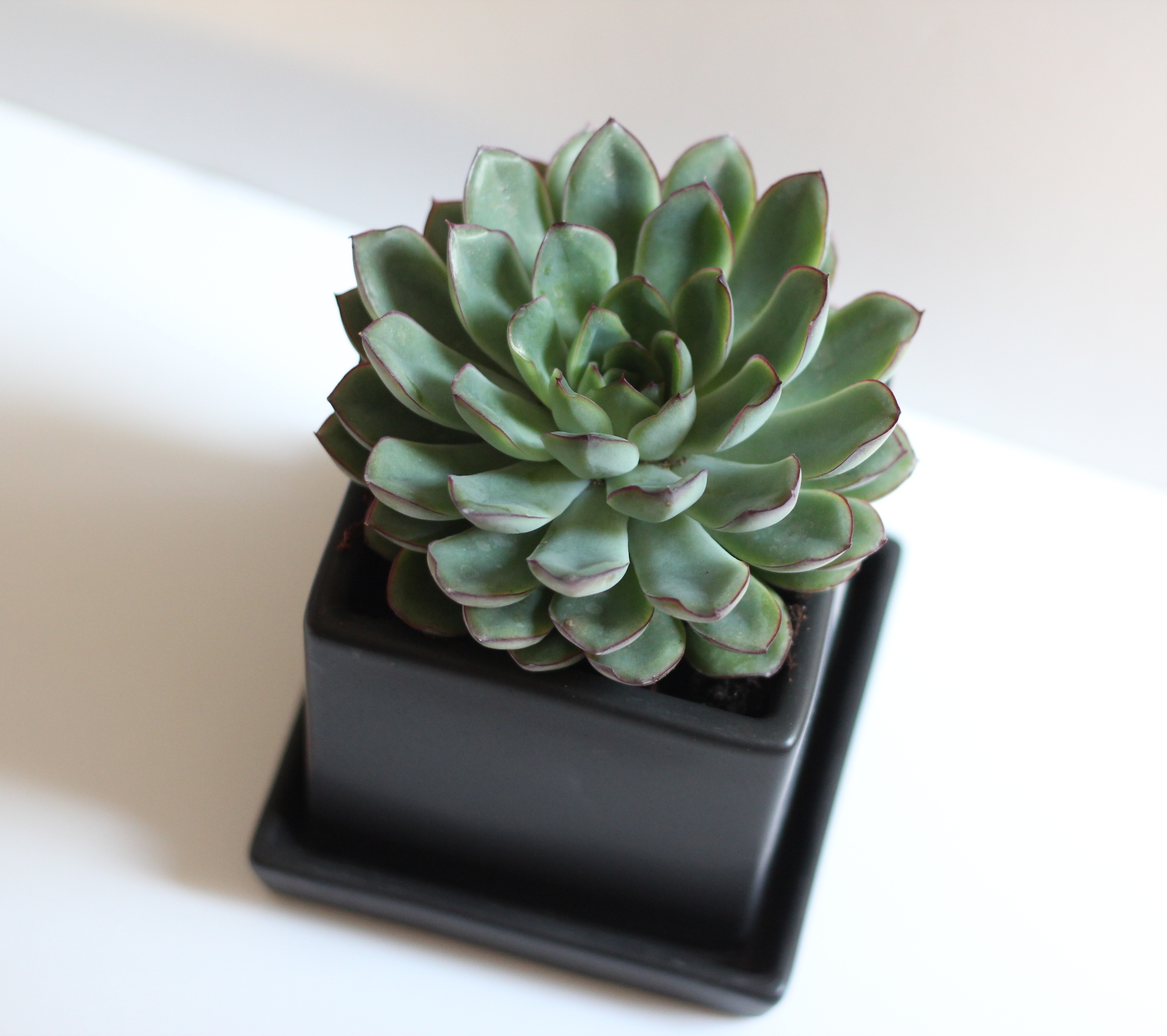 Succulent in a cube