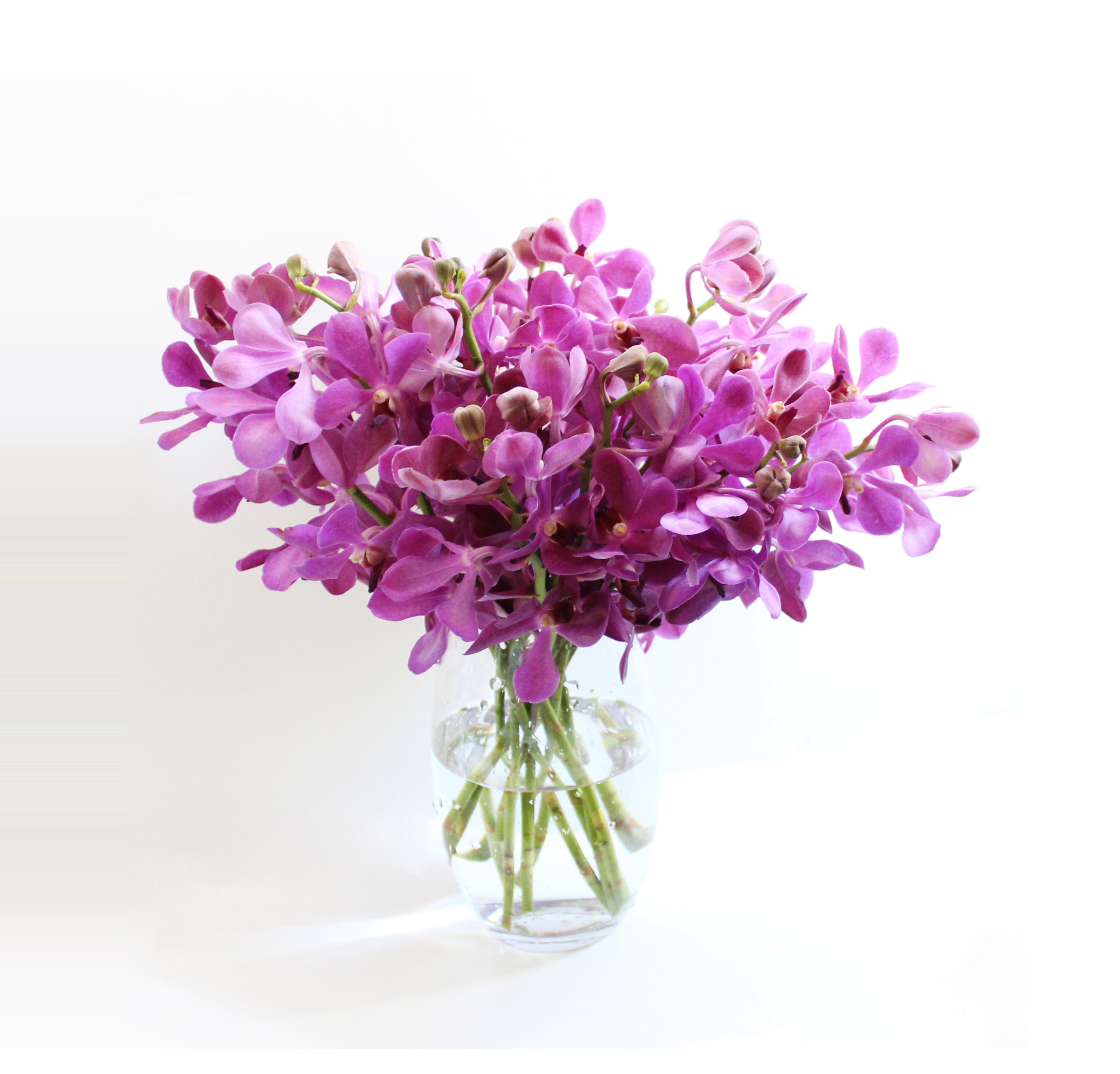 Mokara Orchid Vase