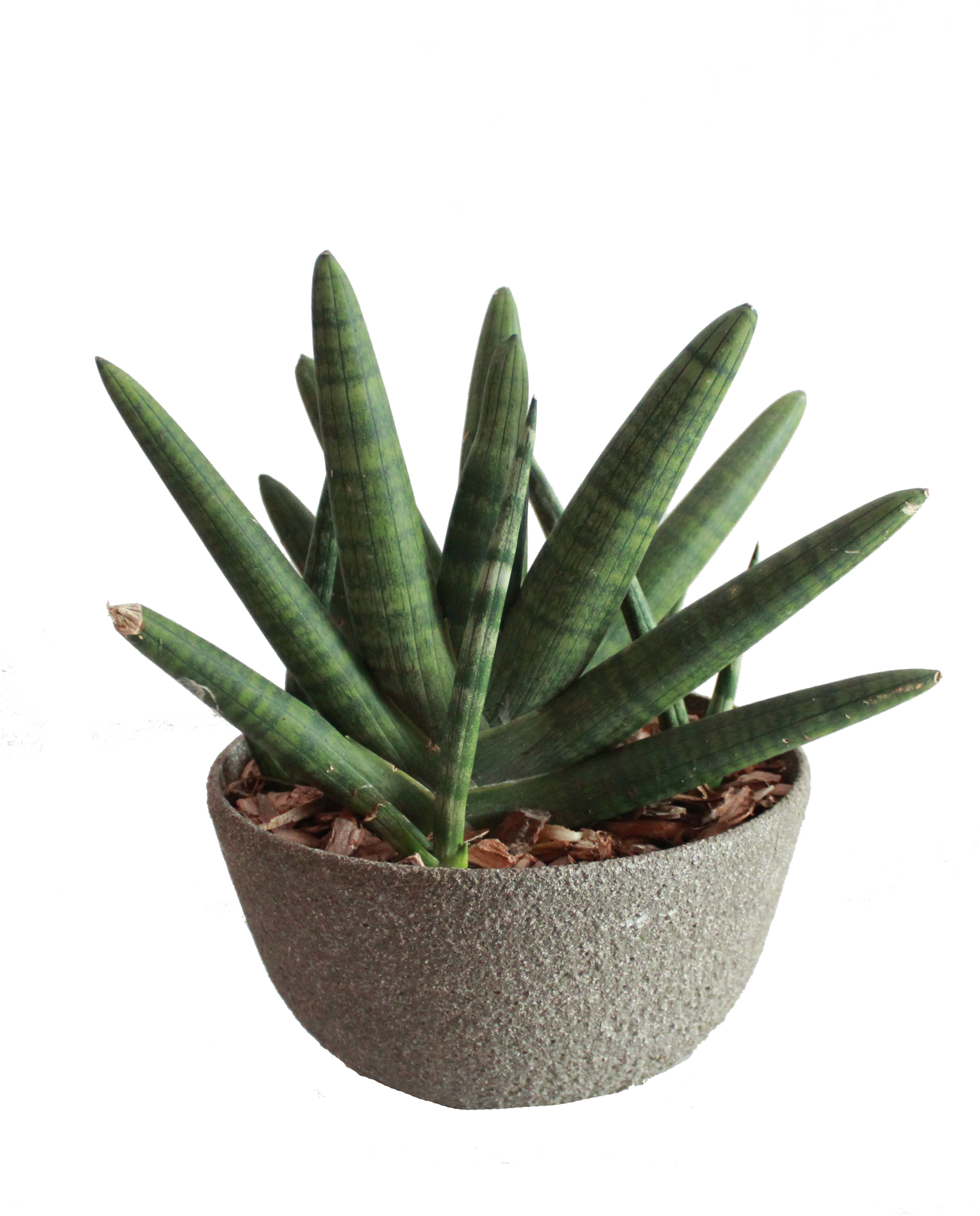 Sansevieria cylindricas Starfish