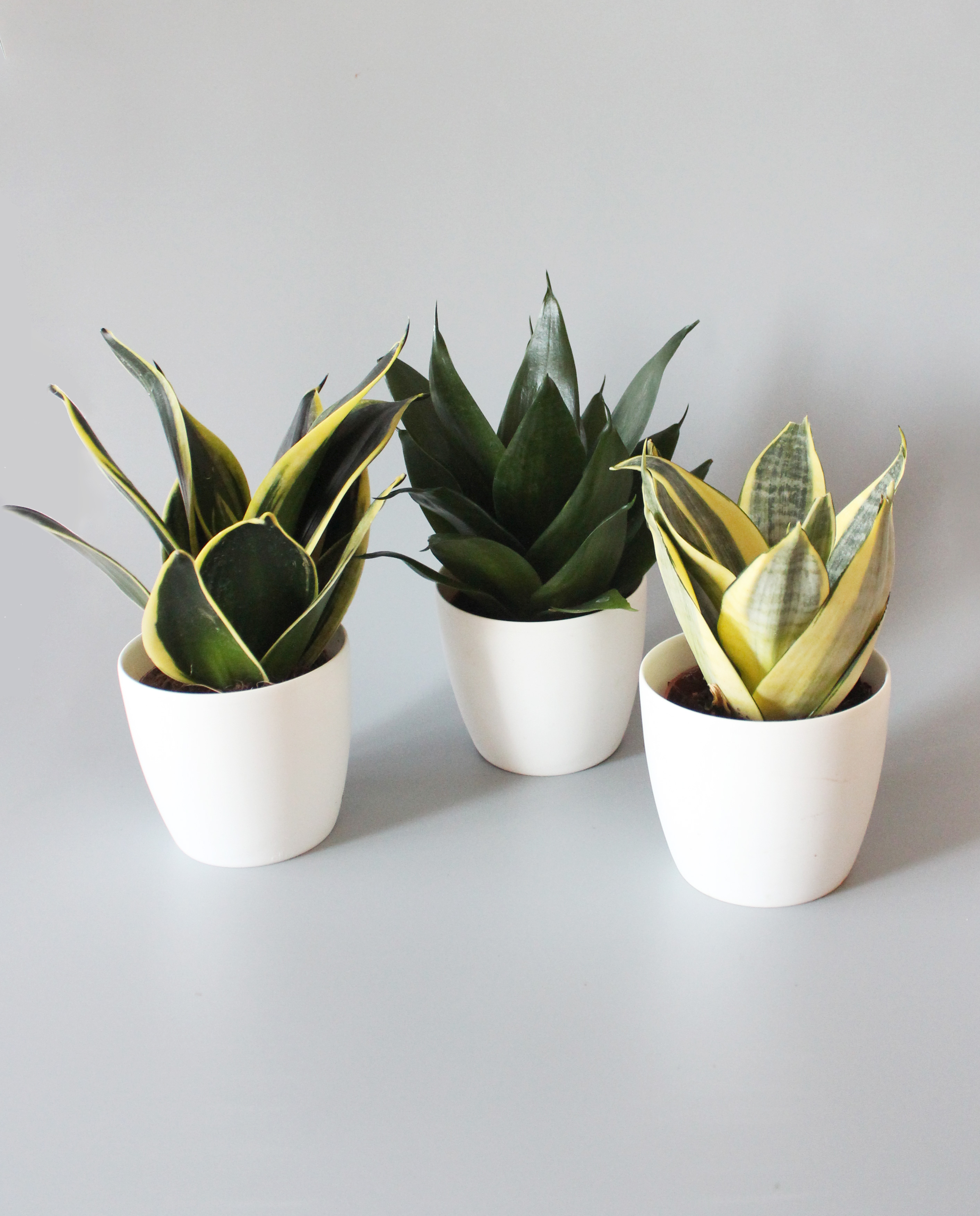 Mini Snake plant Trio