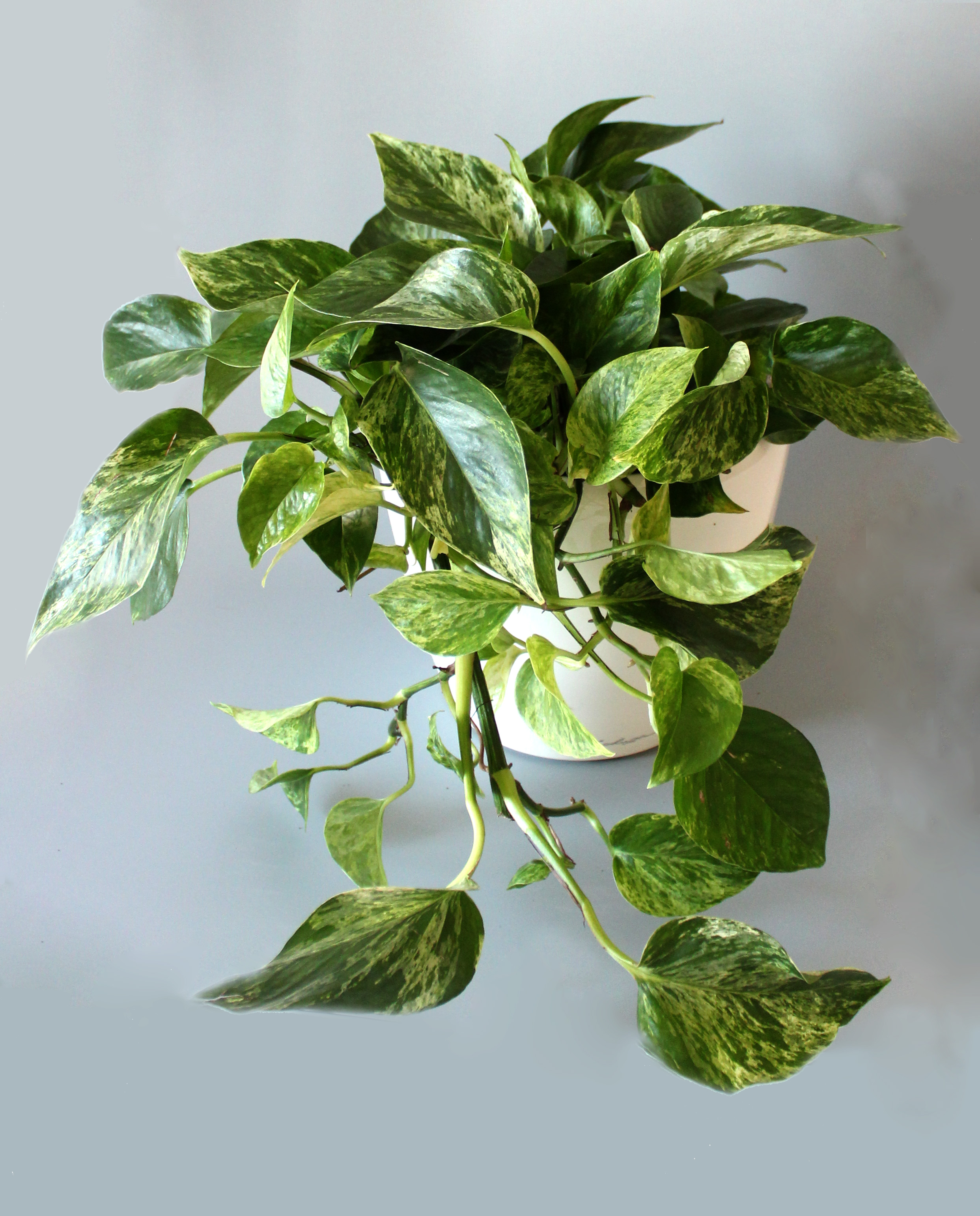 Pothos Ivy CLASSICO / QUADRO 21