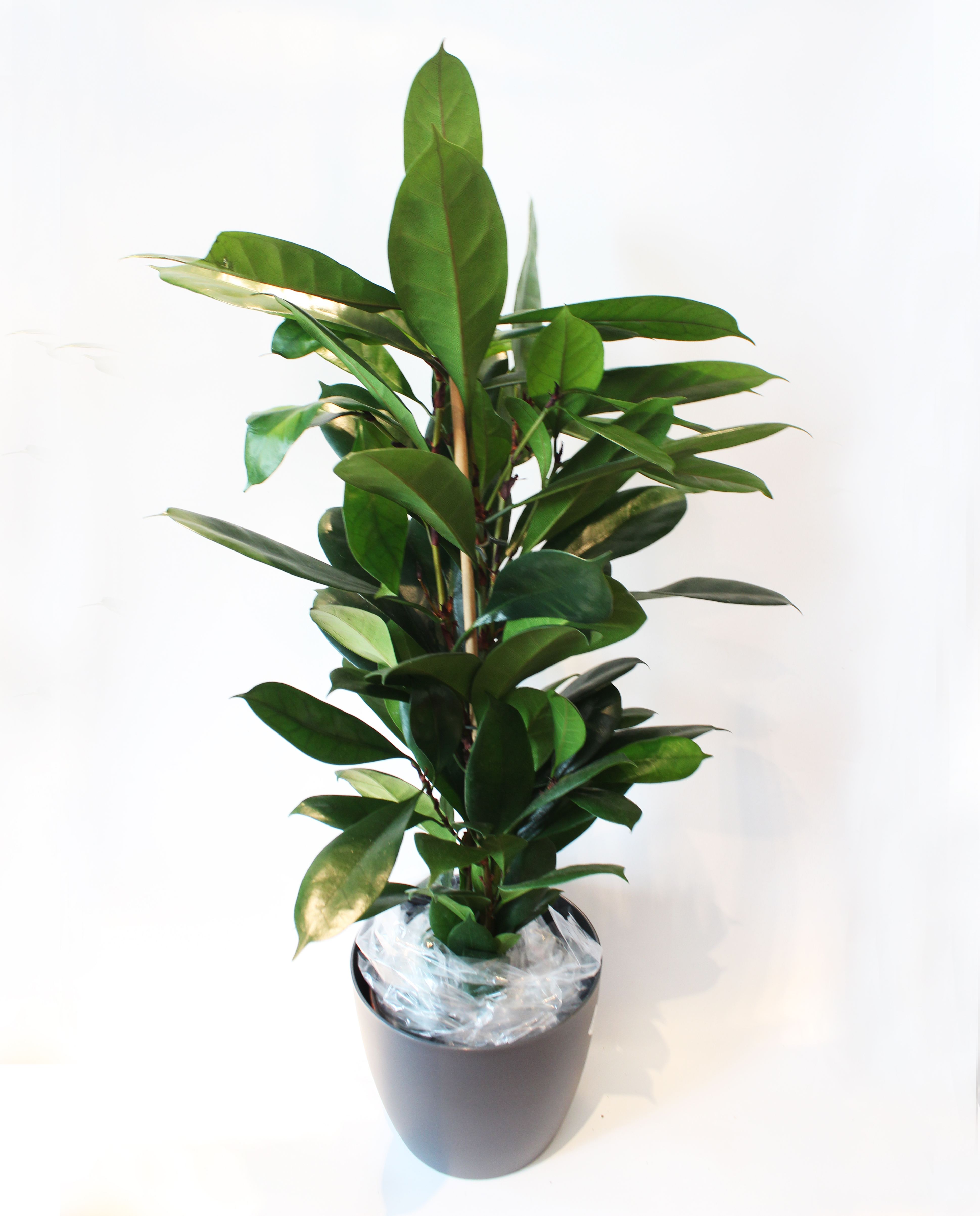 Ficus Cyathistipula (Single stems)